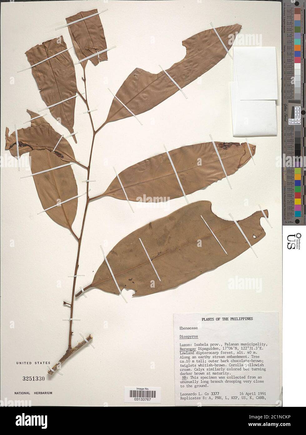 Diospyros sp immagini e fotografie stock ad alta risoluzione - Alamy