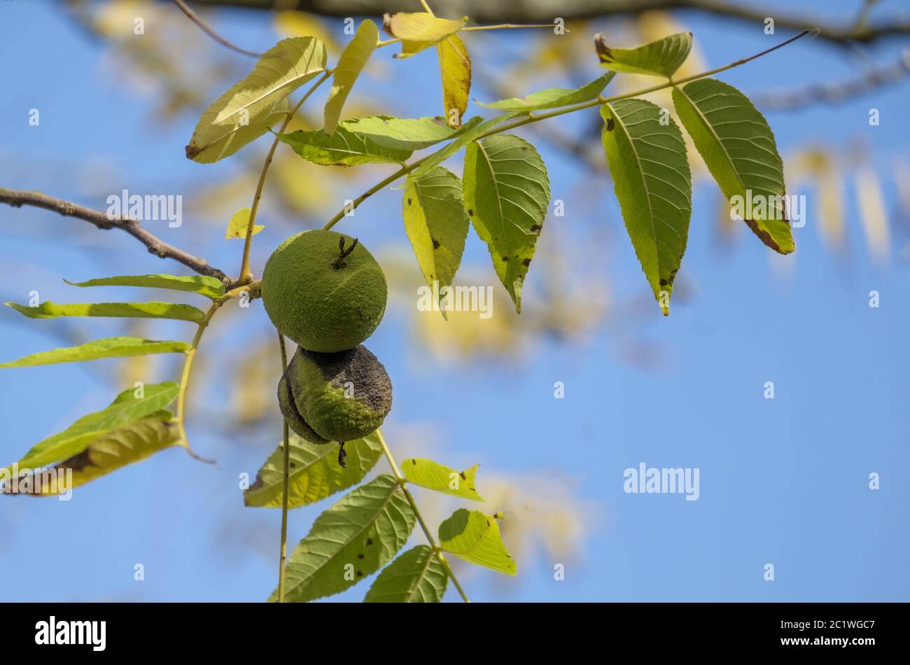 Juglans nigra immagini e fotografie stock ad alta risoluzione - Alamy