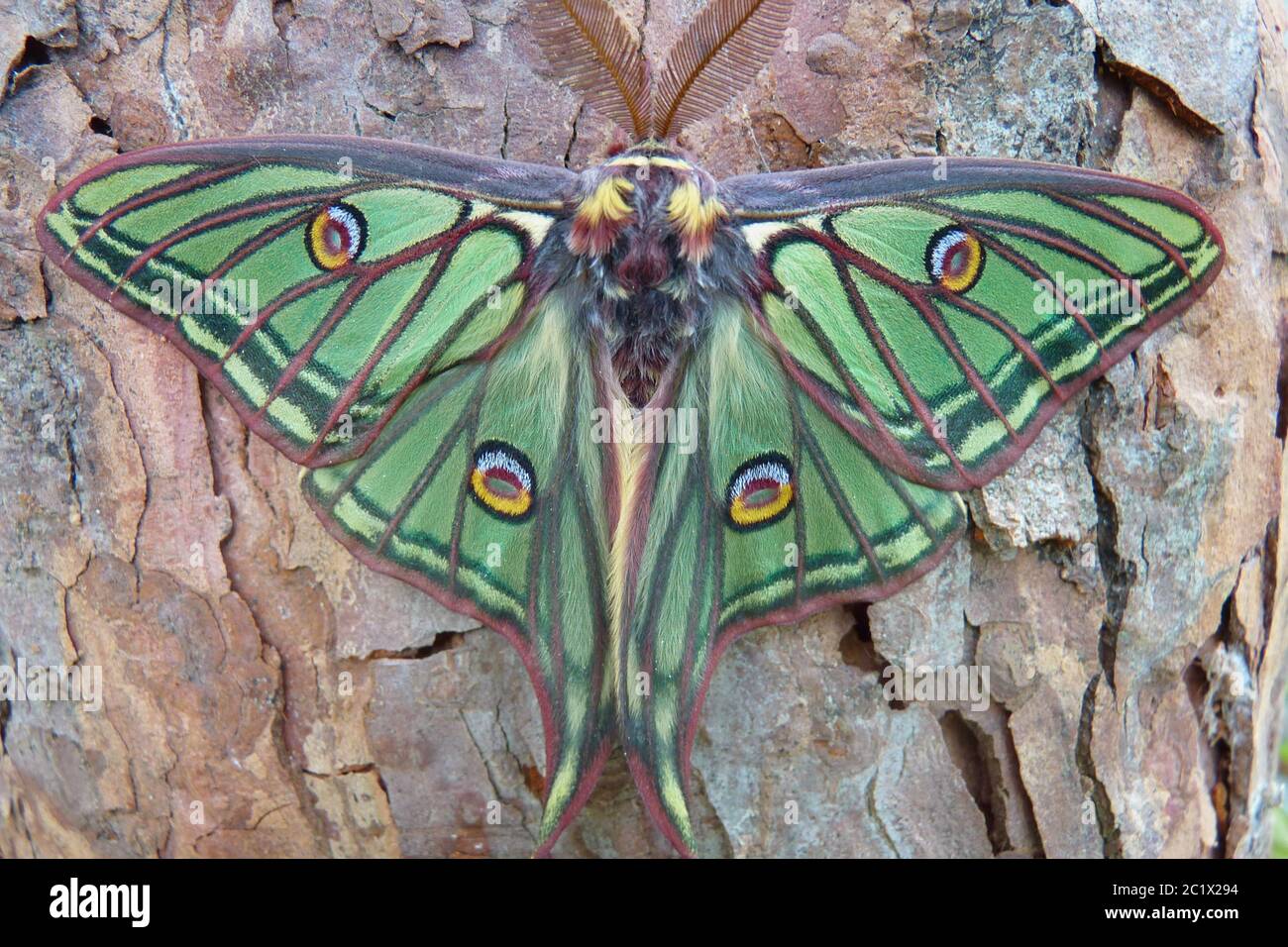 Falene di luna immagini e fotografie stock ad alta risoluzione - Alamy