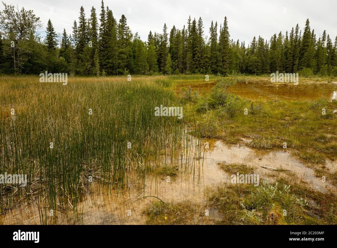 Liard river hot springs immagini e fotografie stock ad alta risoluzione ...