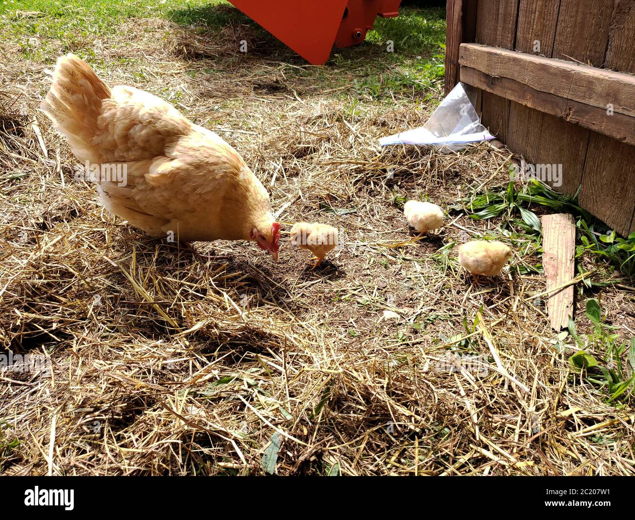 Un gallo con galline e pulcini immagini e fotografie stock ad alta ...