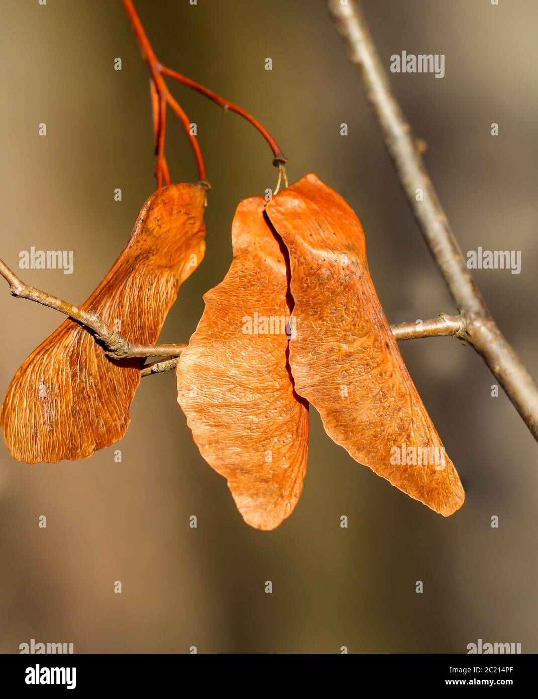 Semi di acero immagini e fotografie stock ad alta risoluzione - Alamy