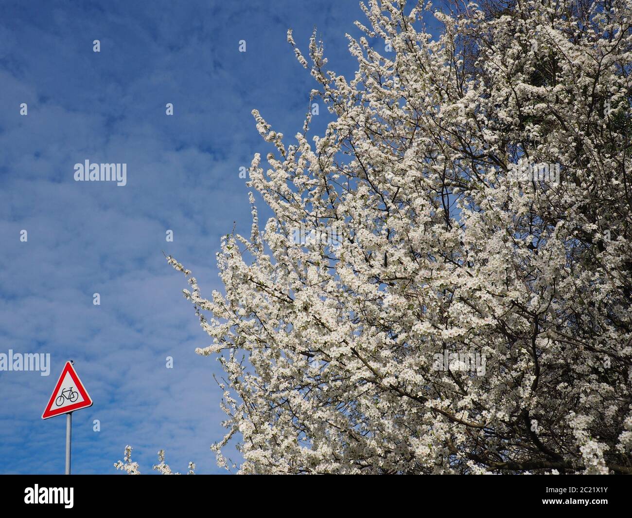 Albero di ciliegio selvatico immagini e fotografie stock ad alta ...