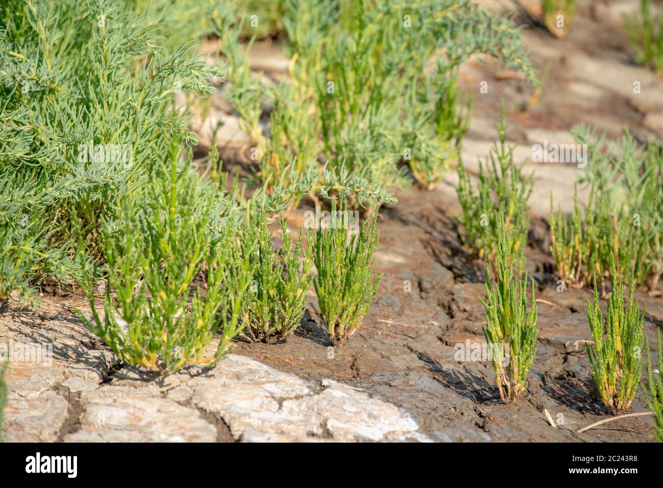 Insalata di salicornia immagini e fotografie stock ad alta risoluzione ...