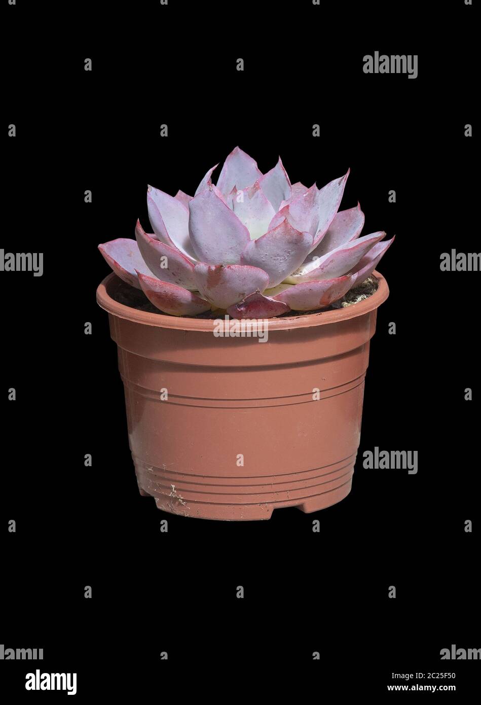 Pianta grassa viola con fiori viola immagini e fotografie stock ad alta ...