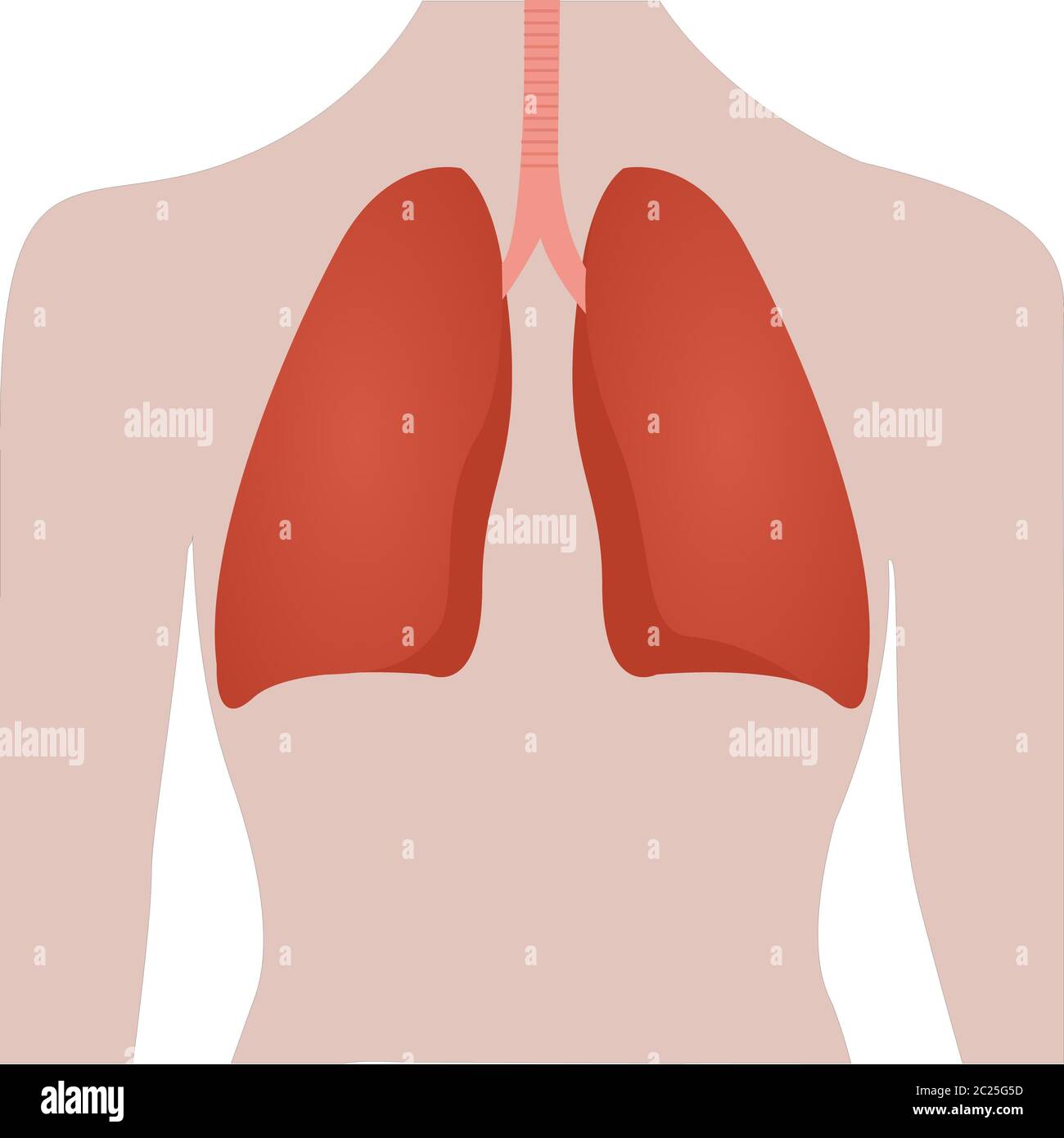 Organo interno dei polmoni umani immagini e fotografie stock ad alta ...