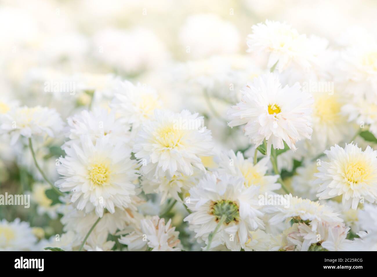 Fiori di crisantemi bianchi immagini e fotografie stock ad alta ...