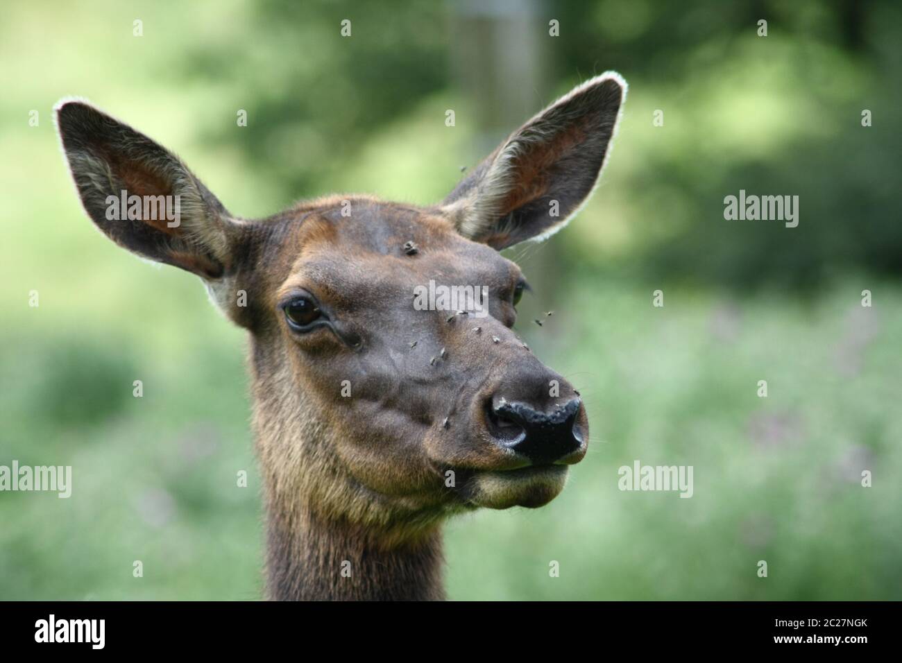Corna di cervo gigante immagini e fotografie stock ad alta risoluzione ...