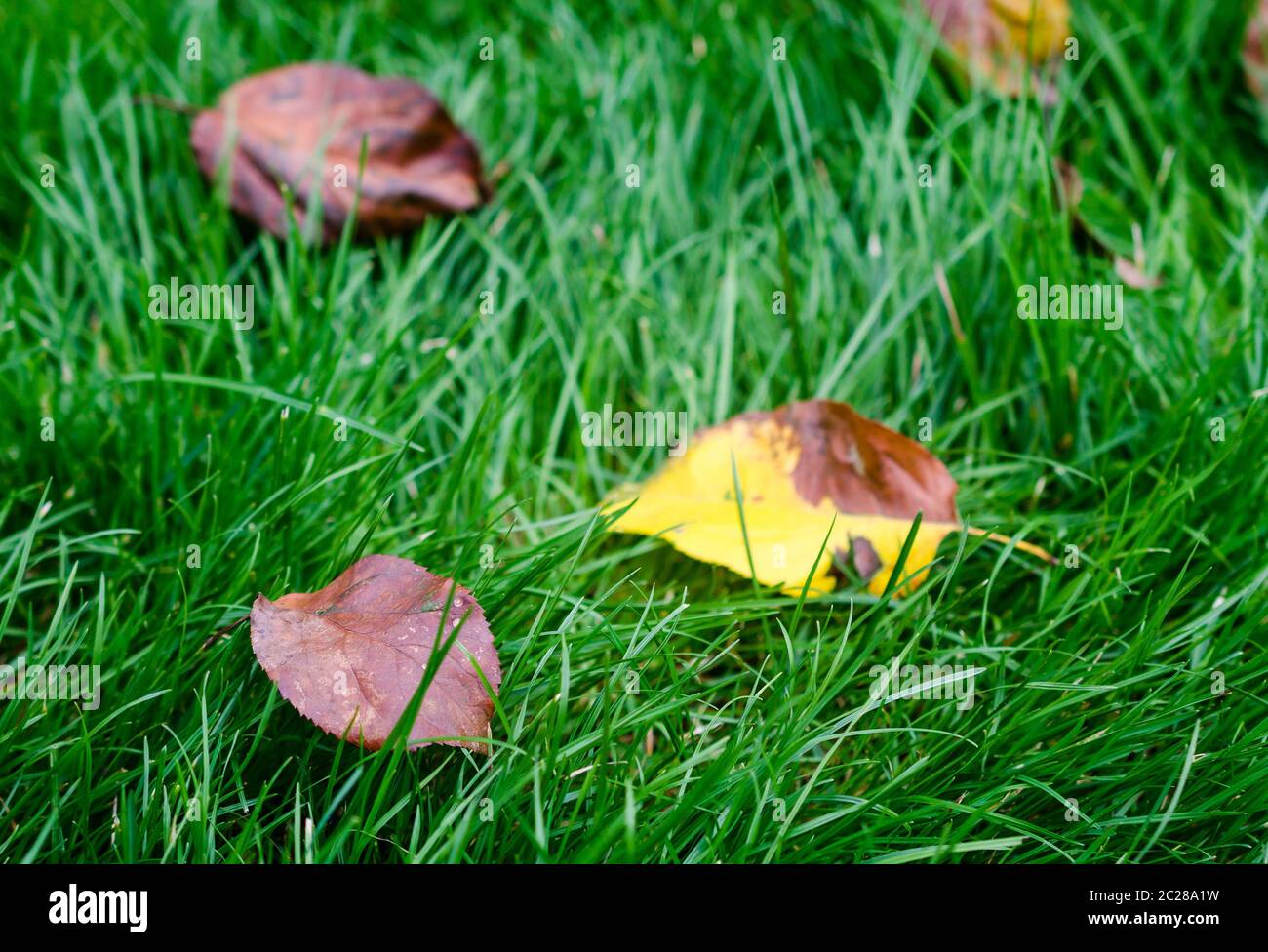 Prato ingiallito immagini e fotografie stock ad alta risoluzione - Alamy