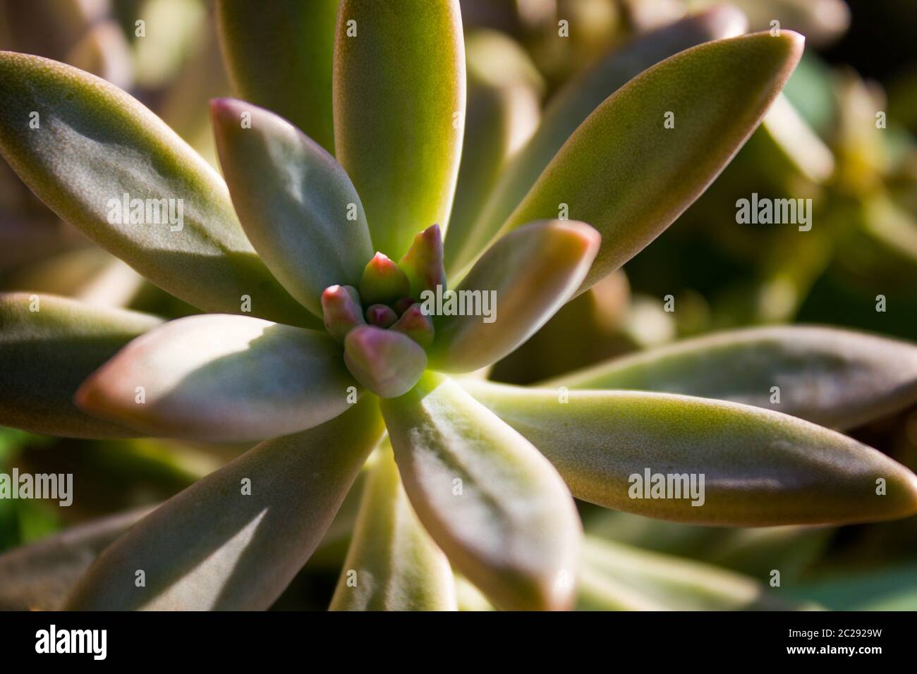Piante succulente in un giardino immagini e fotografie stock ad alta ...