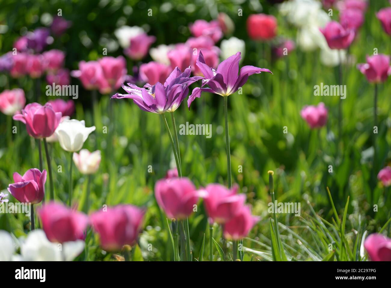 Tulipani in un giardino immagini e fotografie stock ad alta risoluzione ...