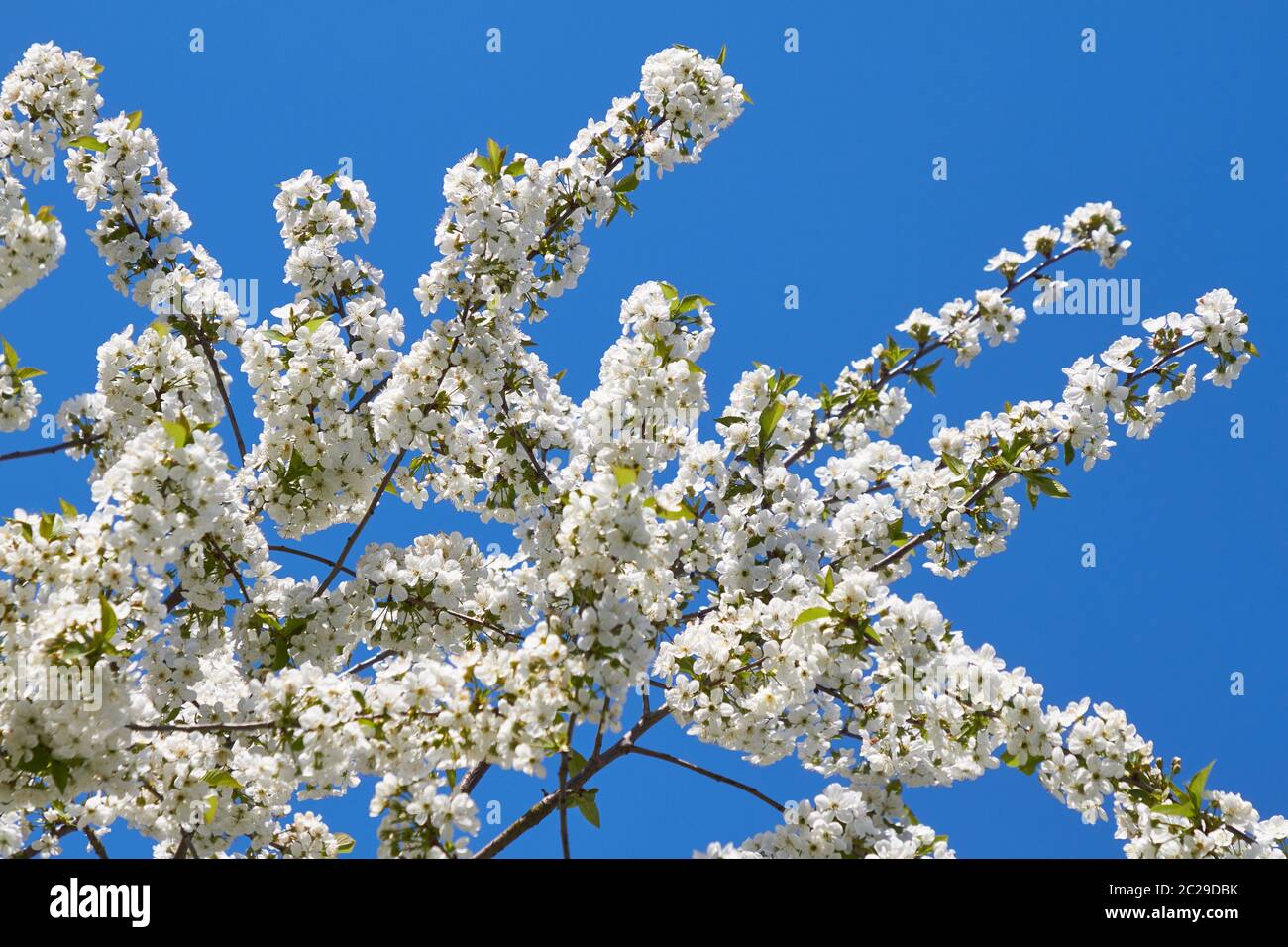 Natura del fiore di ciliegio immagini e fotografie stock ad alta ...