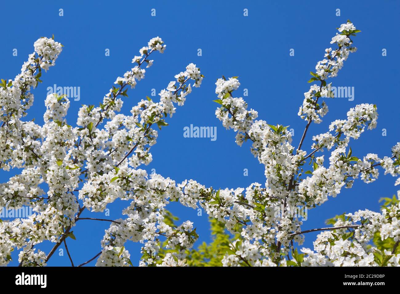 Natura del fiore di ciliegio immagini e fotografie stock ad alta ...