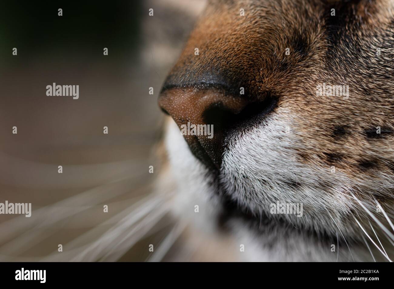 Muso di gatto immagini e fotografie stock ad alta risoluzione - Alamy