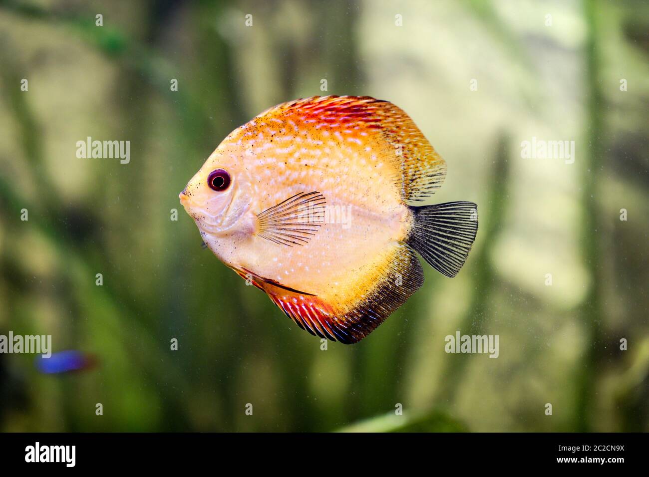 Acquario di pesci discus immagini e fotografie stock ad alta ...