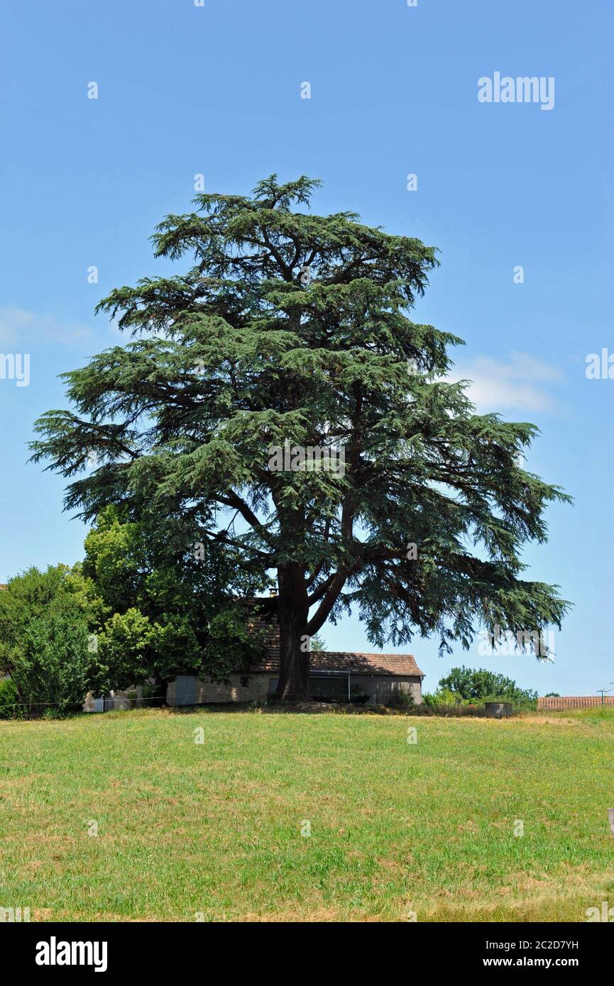 Cedrus brevifolia cyprus cedar tree immagini e fotografie stock ad alta ...