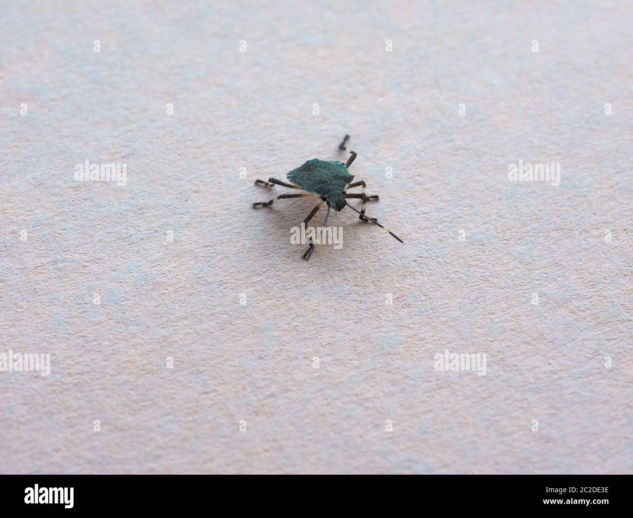 Scudo verde aka Nezara Viridula animale di phylum Euartropoda Hexapoda ...