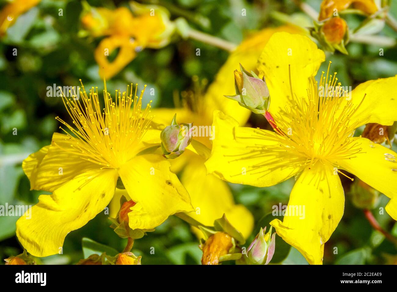 Pianta di iperico immagini e fotografie stock ad alta risoluzione - Alamy