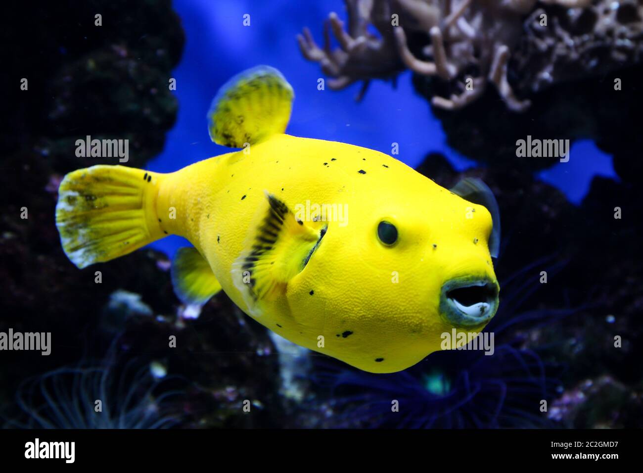 Biologia degli abissi immagini e fotografie stock ad alta risoluzione ...