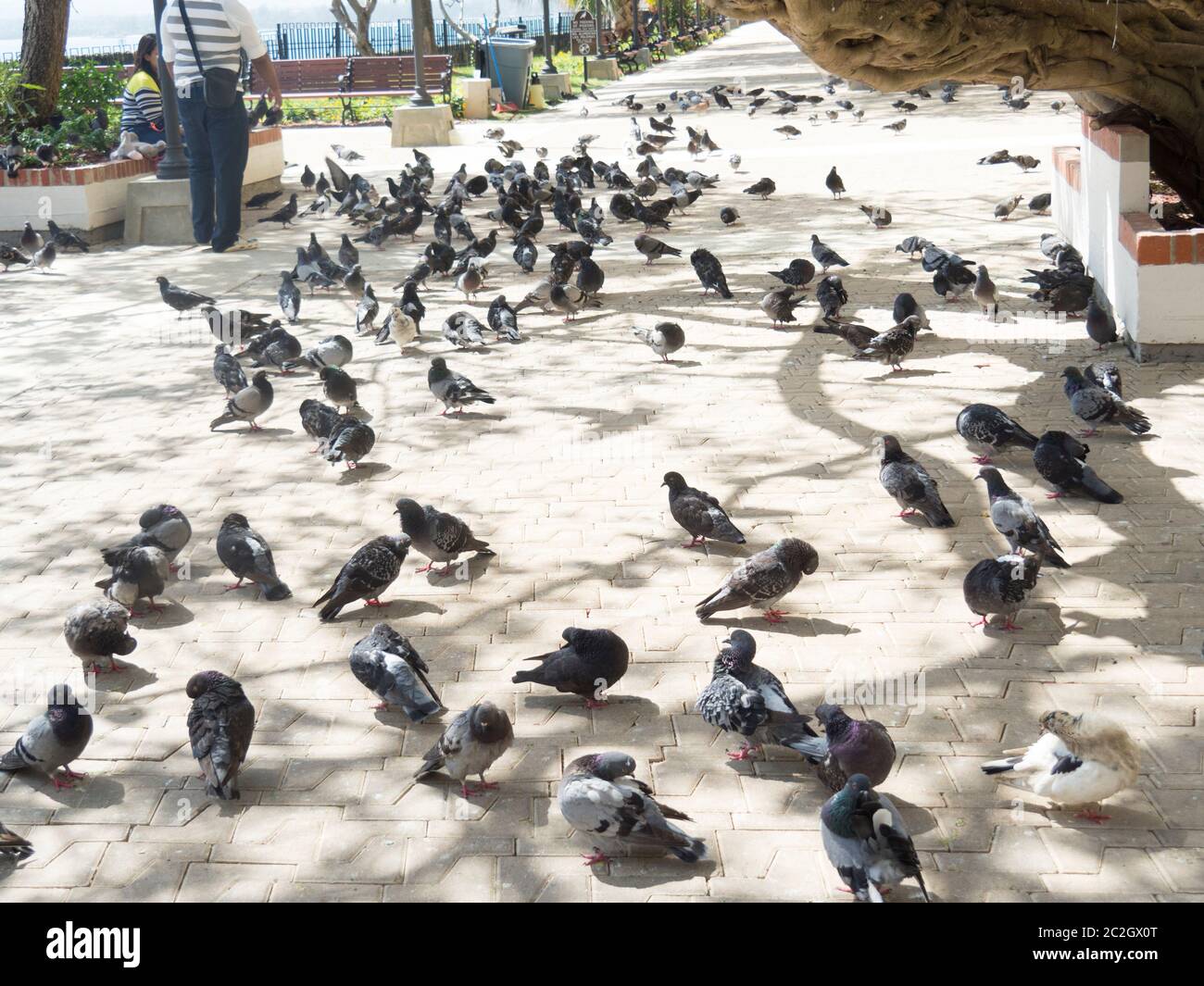 Parque las palomas immagini e fotografie stock ad alta risoluzione - Alamy