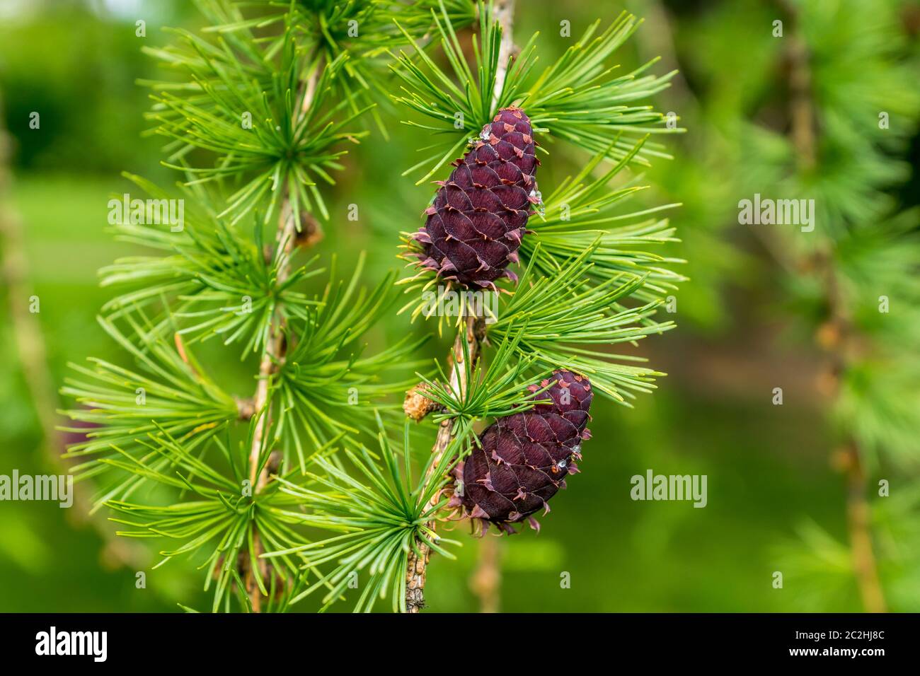 Larice larice immagini e fotografie stock ad alta risoluzione - Alamy