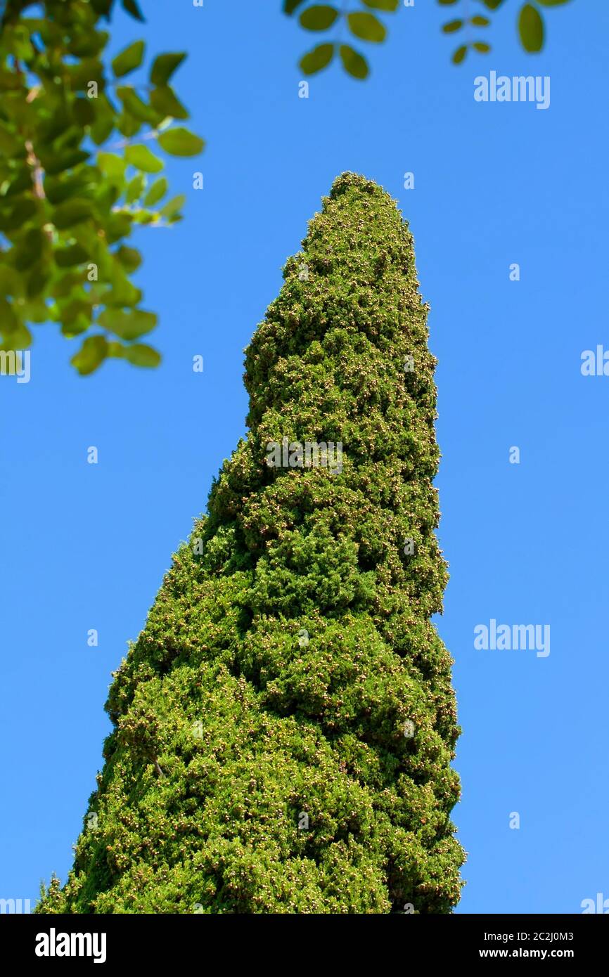 Cipresso alto immagini e fotografie stock ad alta risoluzione - Alamy