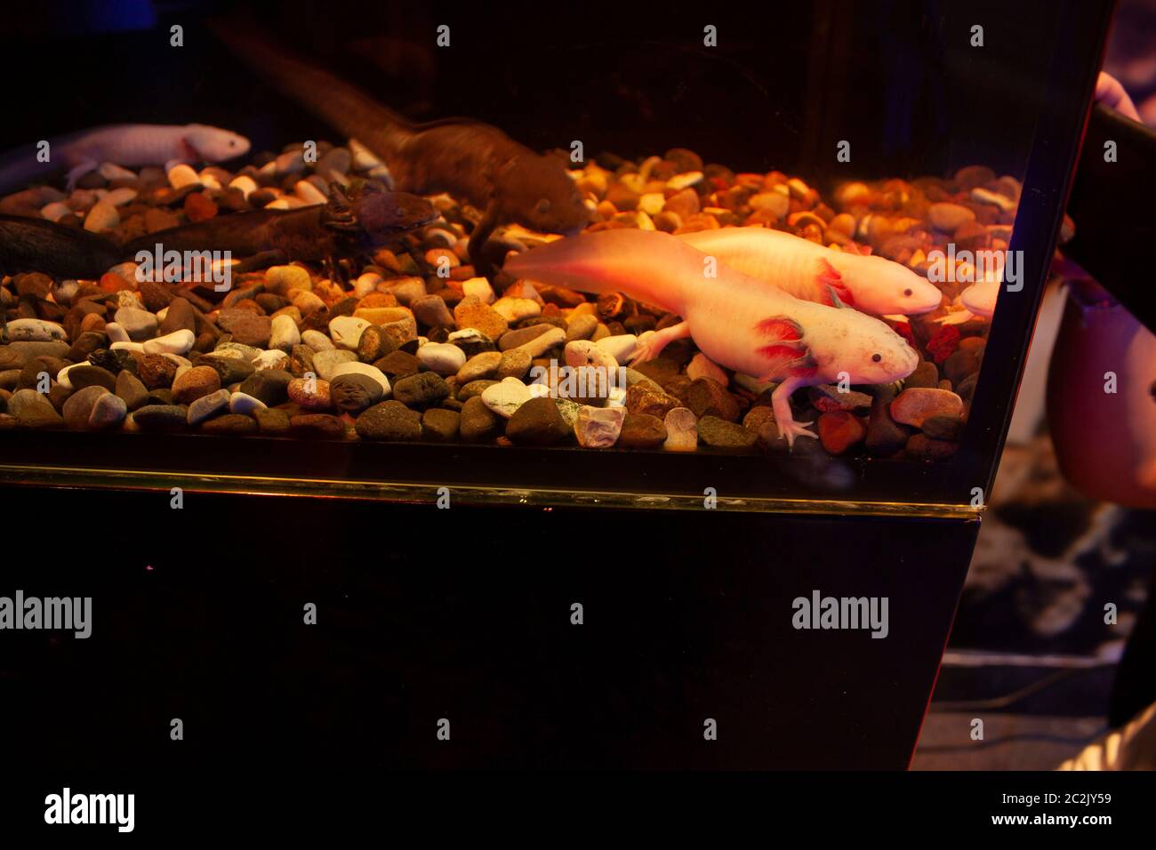 Axolotl messicano immagini e fotografie stock ad alta risoluzione - Alamy