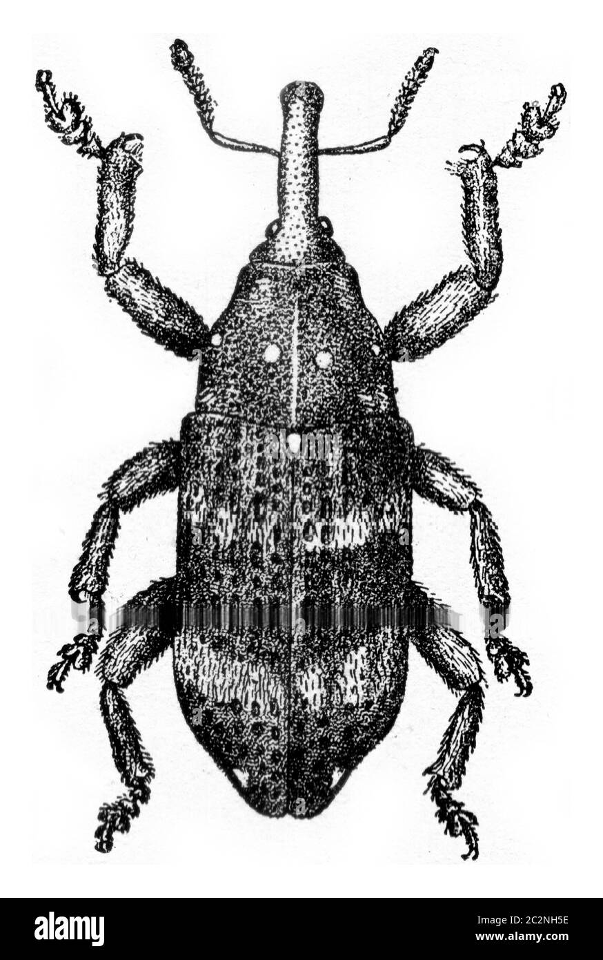 Specie pissodes immagini e fotografie stock ad alta risoluzione - Alamy