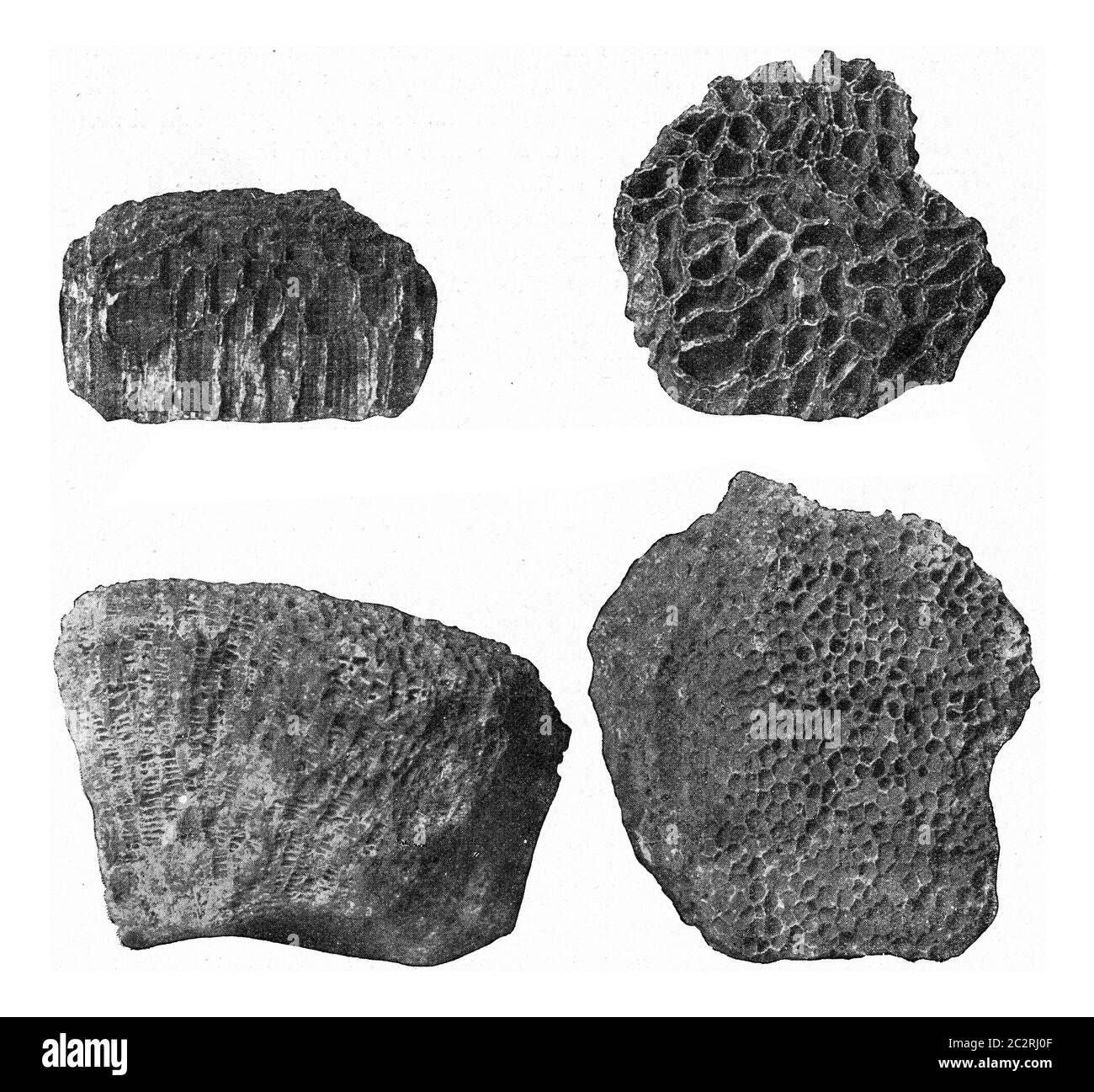 Coralli tabulari di Siluriano e Devoniano, illustrazione d'epoca incisa ...