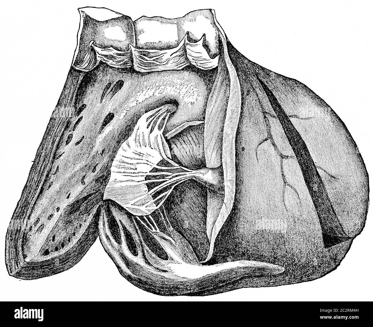 Arterias pulmonares immagini e fotografie stock ad alta risoluzione - Alamy