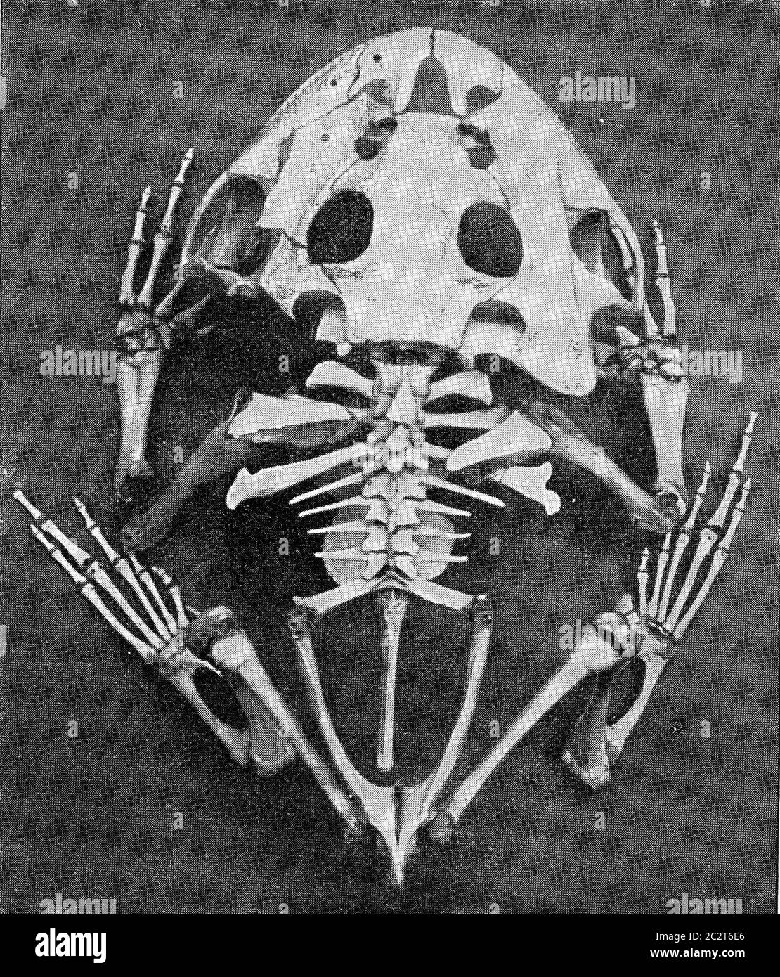 Anatomia della rana Foto e Immagini Stock in Bianco e Nero - Alamy