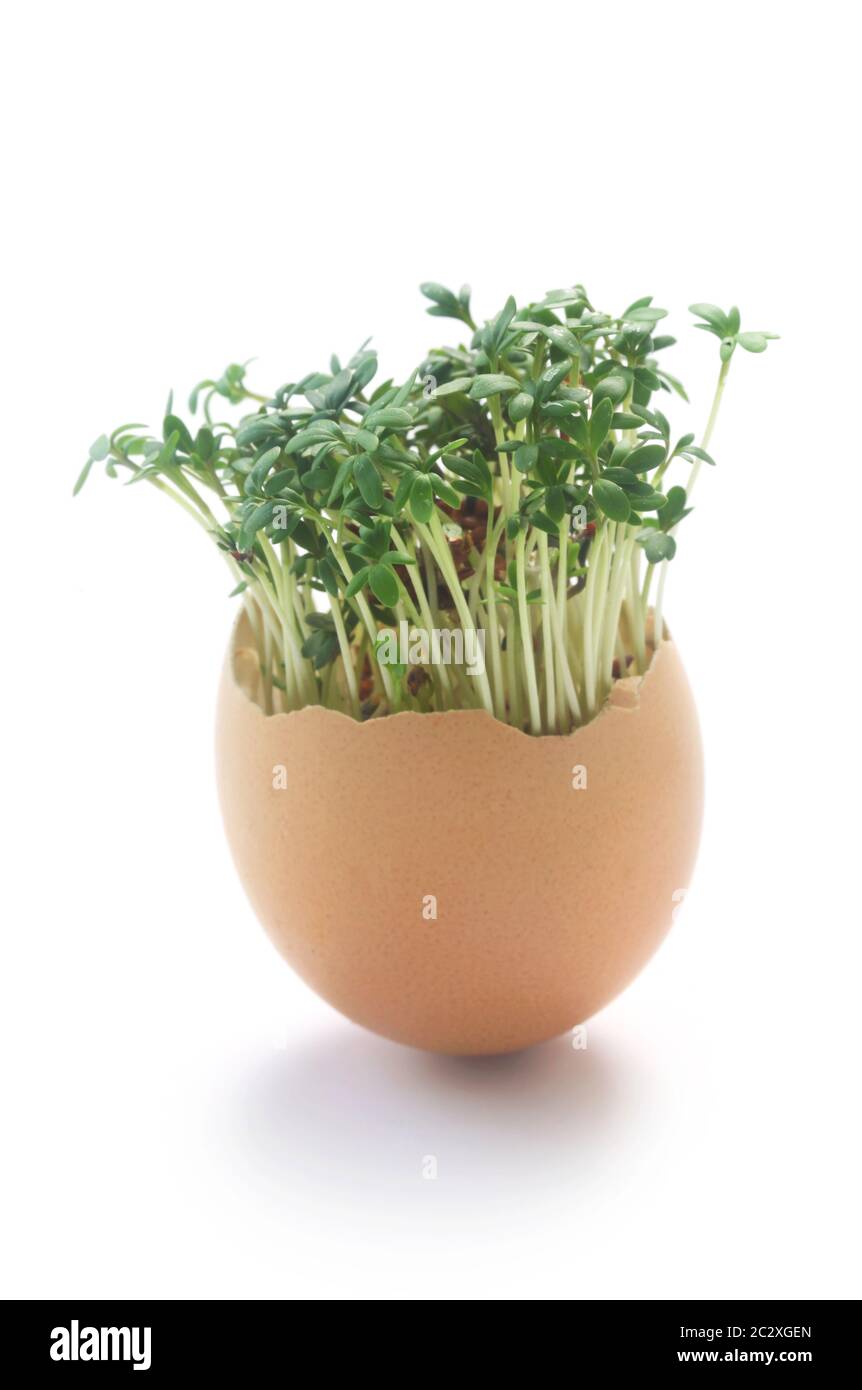 Pianta di crescione immagini e fotografie stock ad alta risoluzione - Alamy