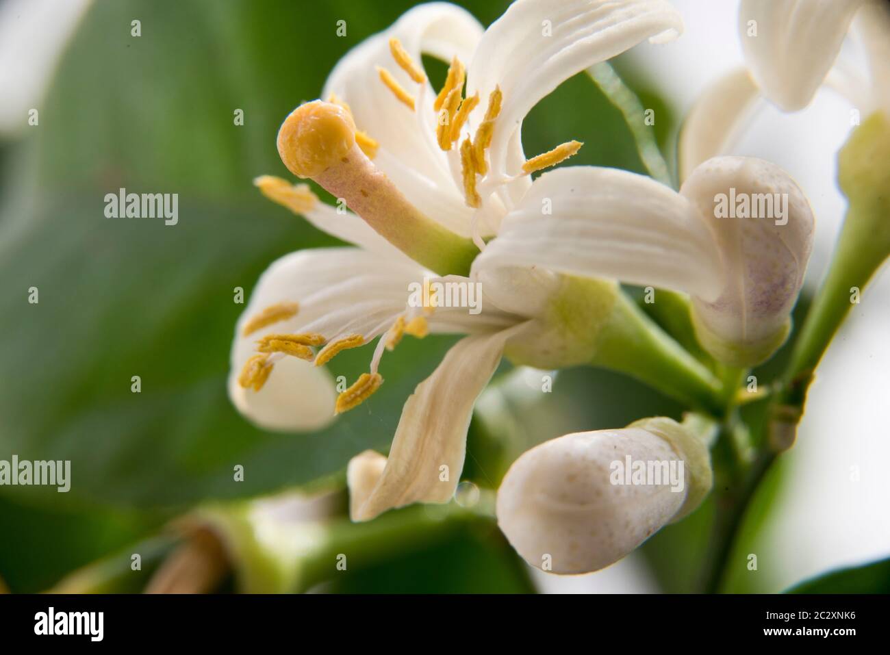 Limone di fiori e germogli di limone immagini e fotografie stock ad ...