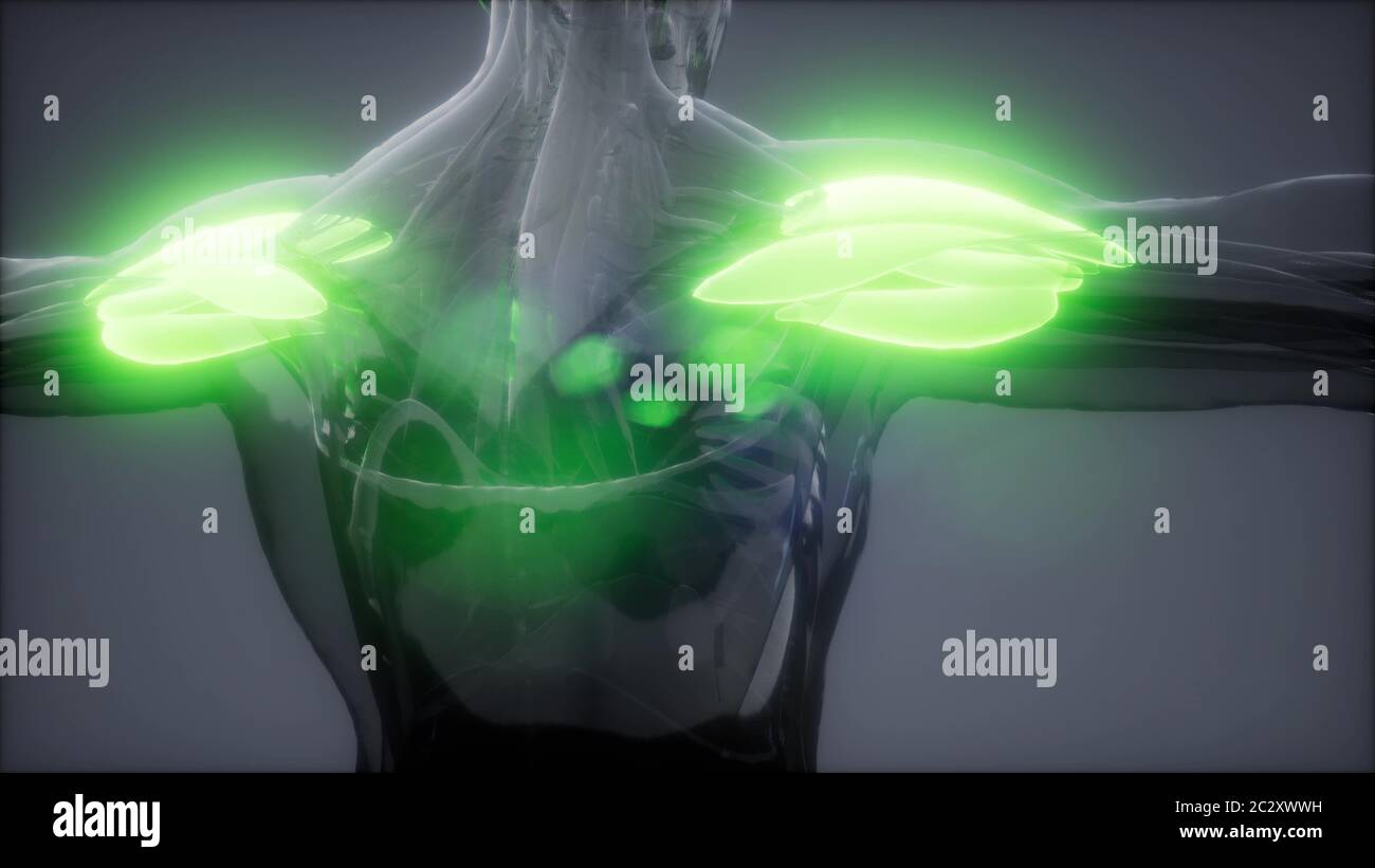 Muscolo deltoide - Visibile anatomia muscolare mappa Foto stock - Alamy