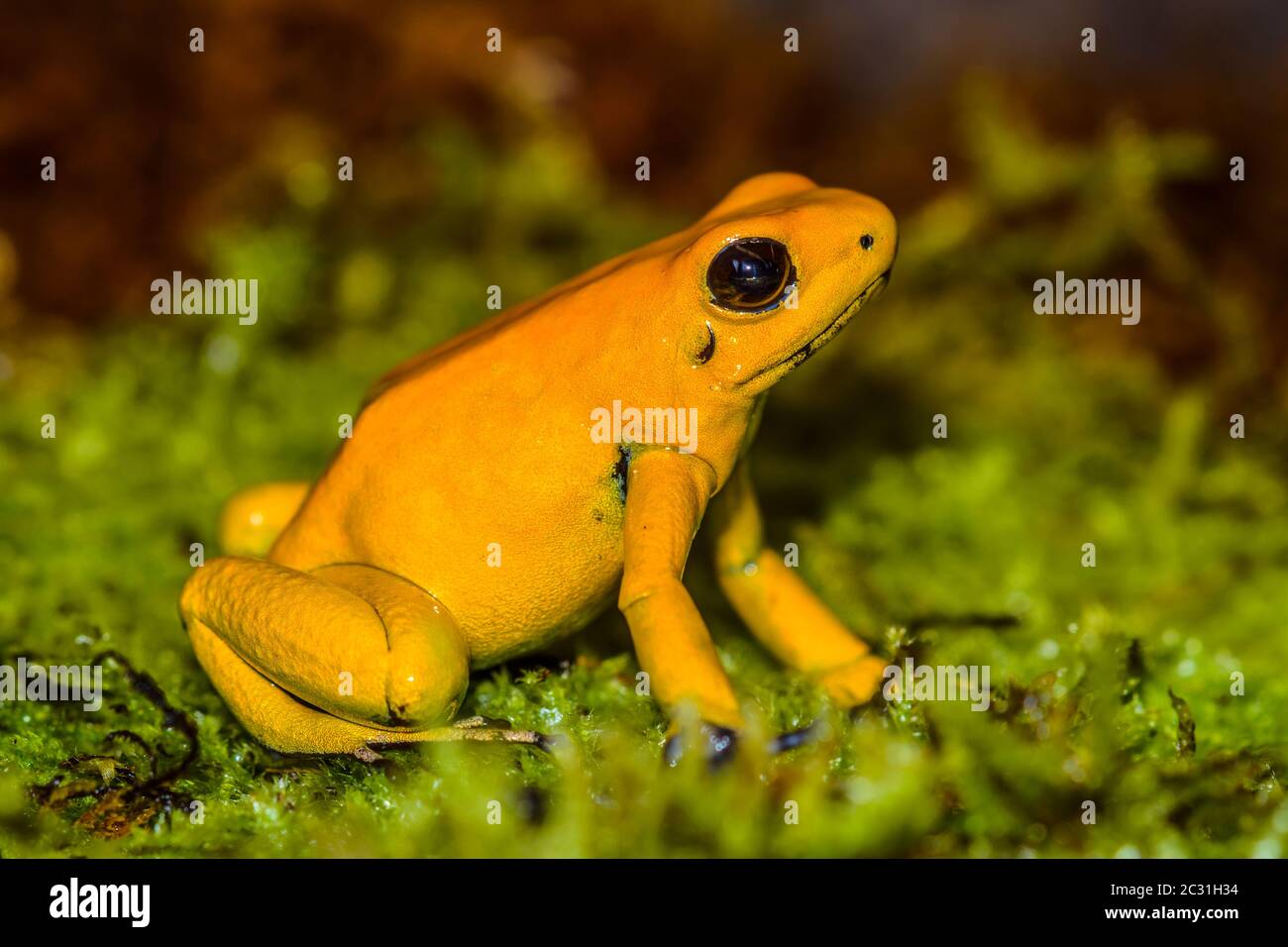 Golden frog phyllobates terribilis immagini e fotografie stock ad alta ...