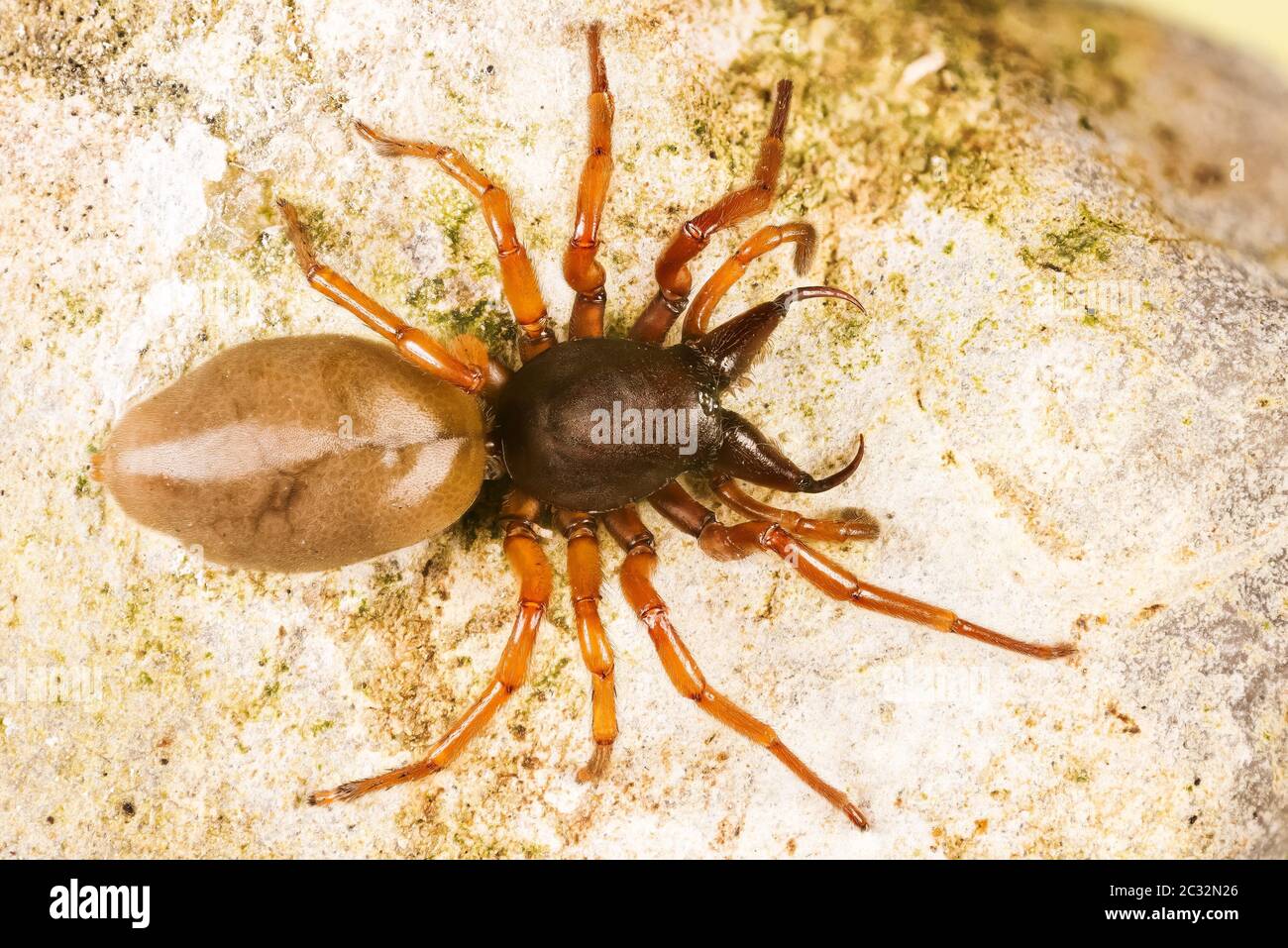 Dysdera crocata immagini e fotografie stock ad alta risoluzione - Alamy