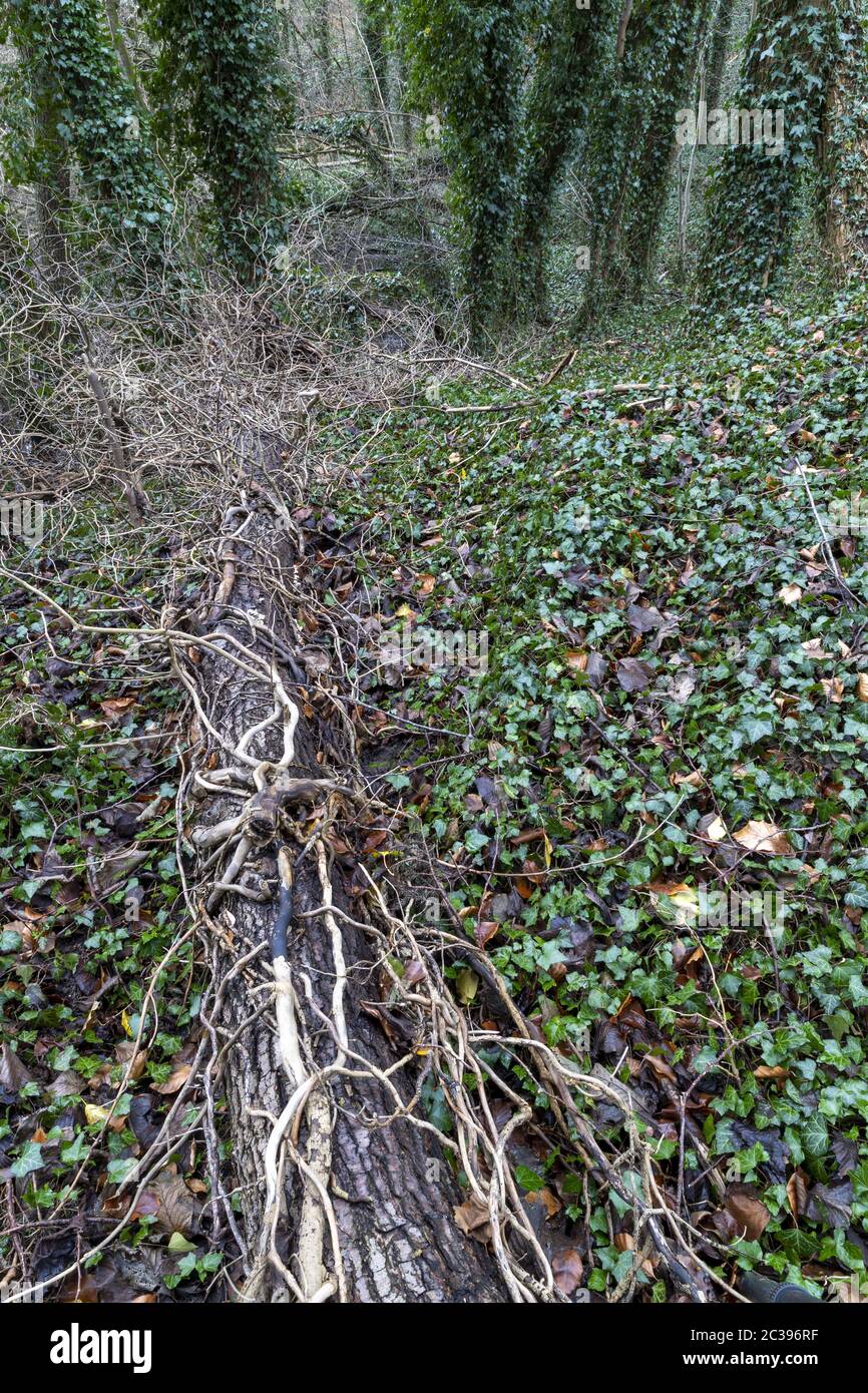Edera comune immagini e fotografie stock ad alta risoluzione - Alamy