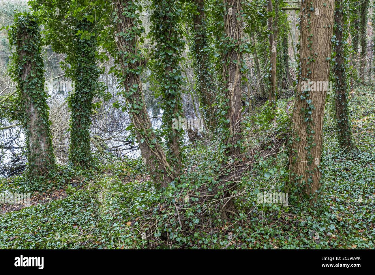 Edera comune immagini e fotografie stock ad alta risoluzione - Alamy
