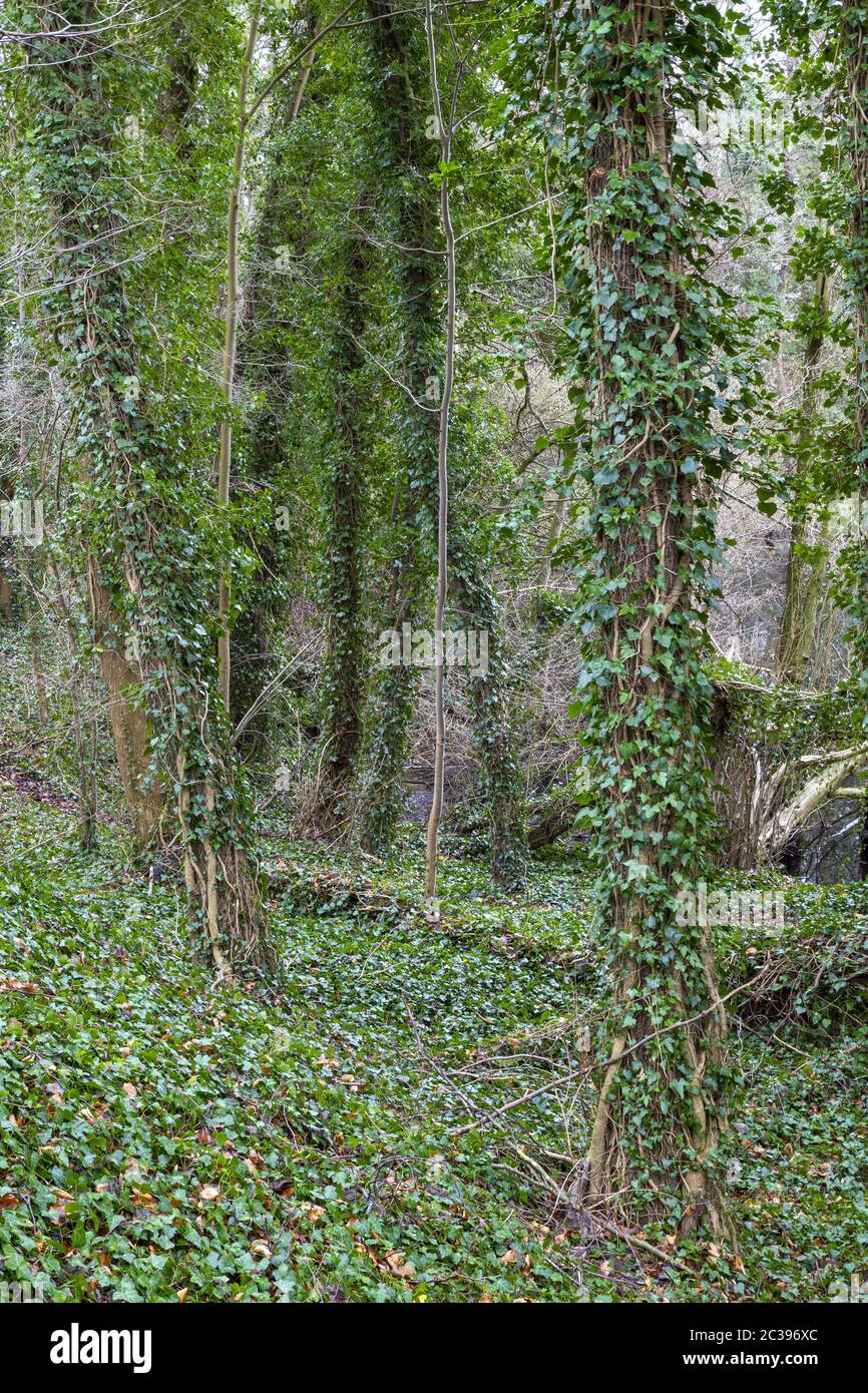 Edera comune immagini e fotografie stock ad alta risoluzione - Alamy