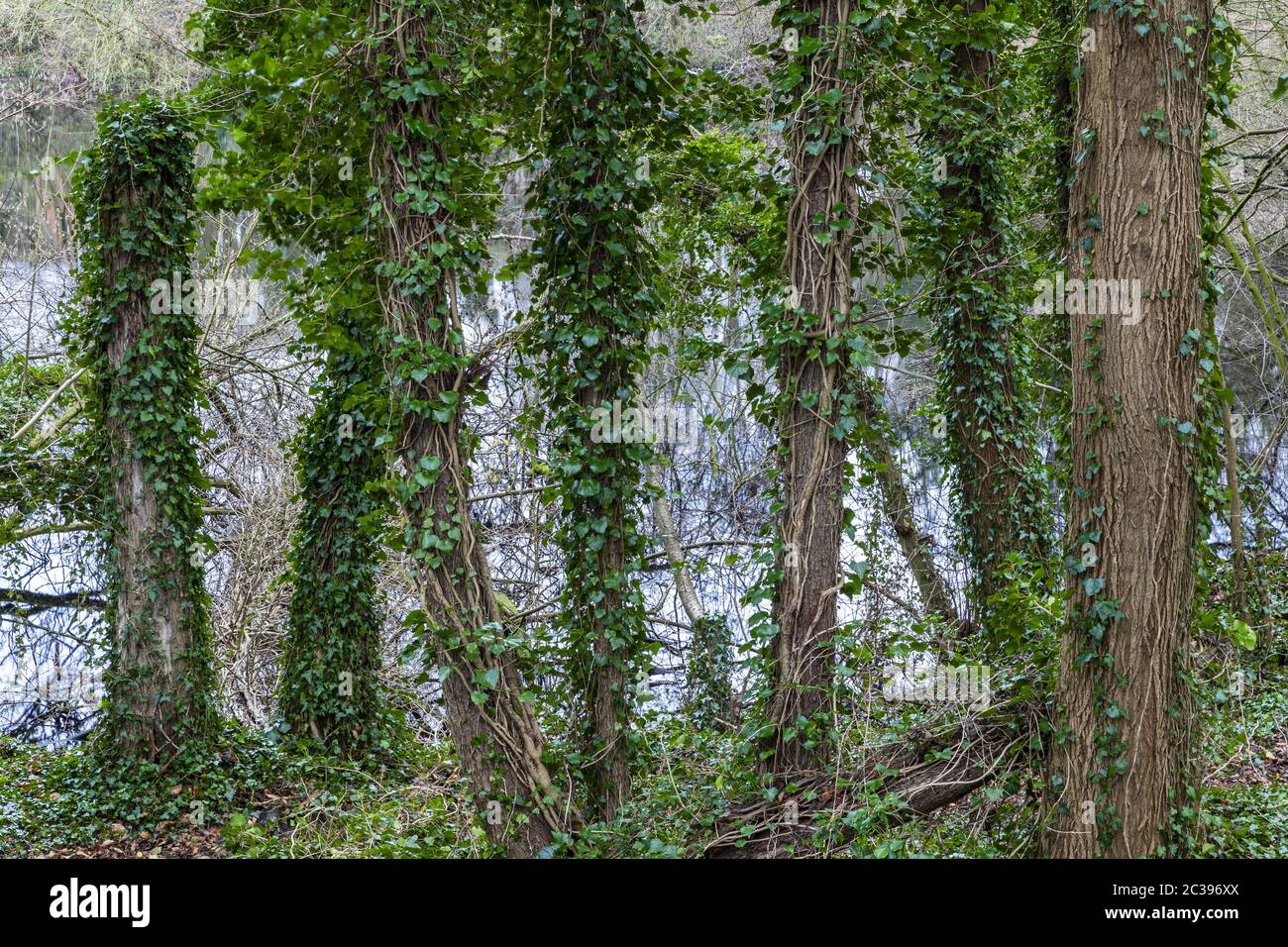 Edera comune immagini e fotografie stock ad alta risoluzione - Alamy
