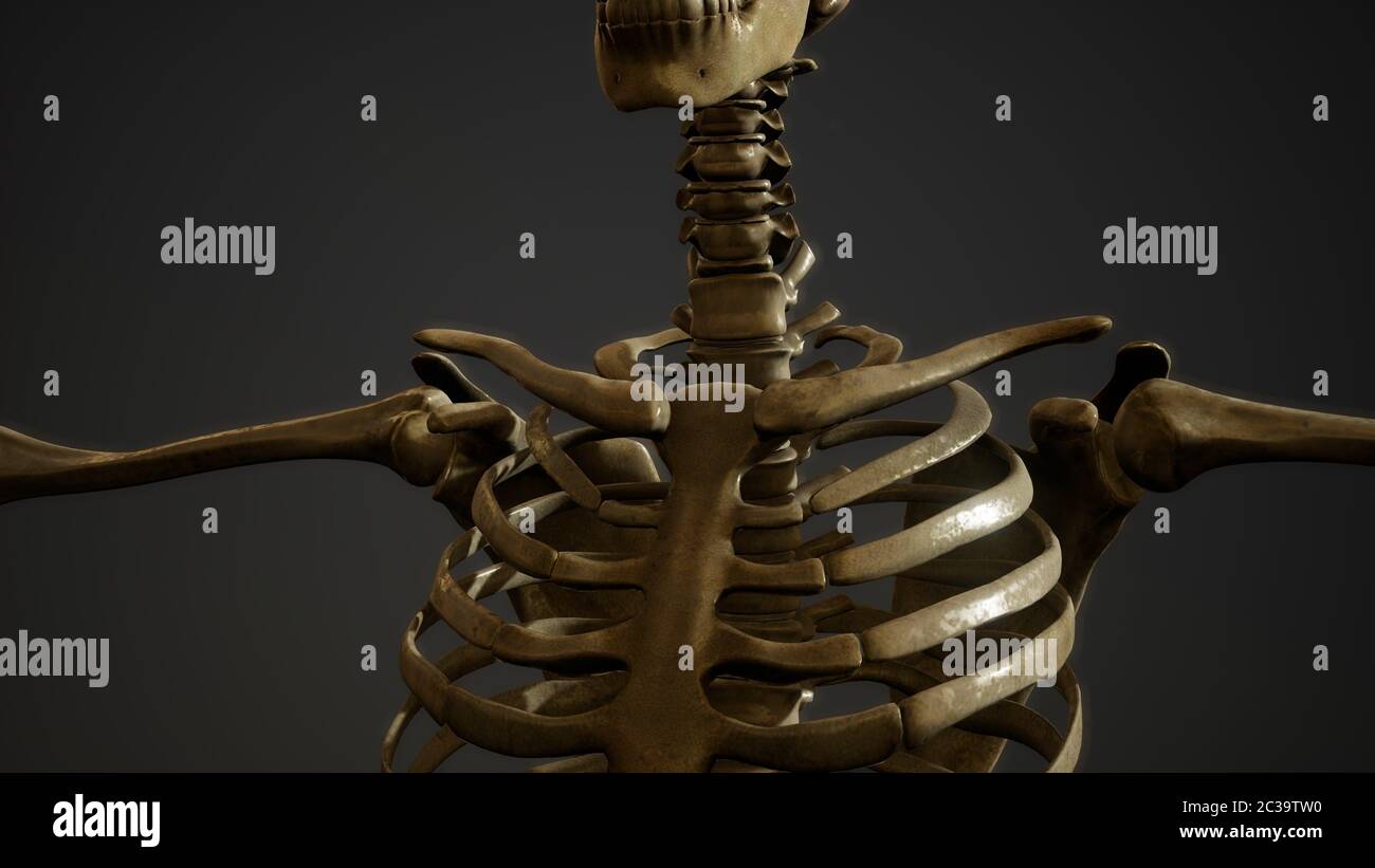 Scheletro di dimensioni reali immagini e fotografie stock ad alta ...