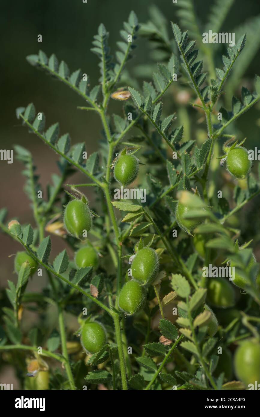 Vista dettagliata del pod di ceci con verde di giovani piante in ...