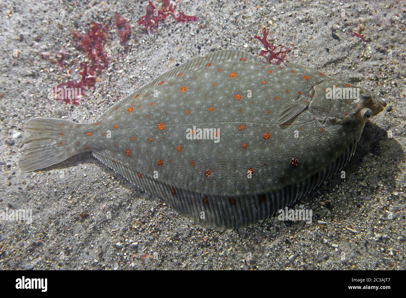 Edible fish immagini e fotografie stock ad alta risoluzione - Alamy