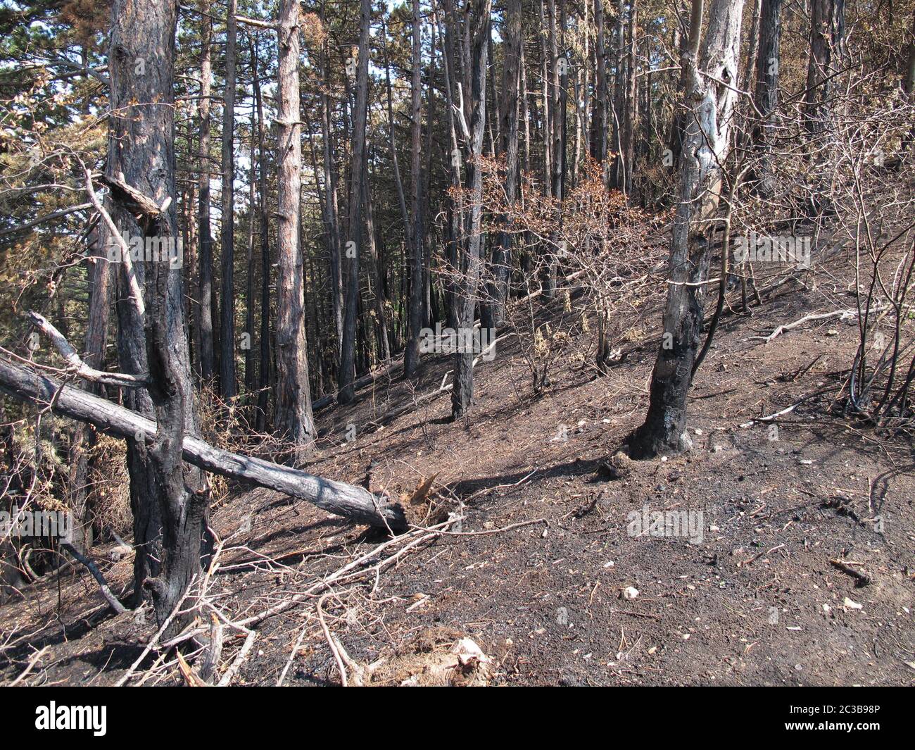 Foresta bruciata immagini e fotografie stock ad alta risoluzione - Alamy