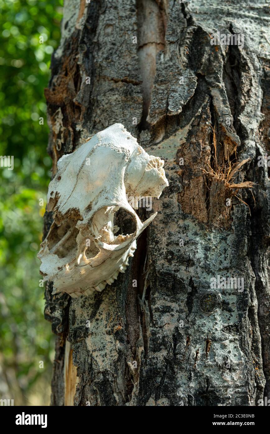 Scheletro animale tronco immagini e fotografie stock ad alta ...