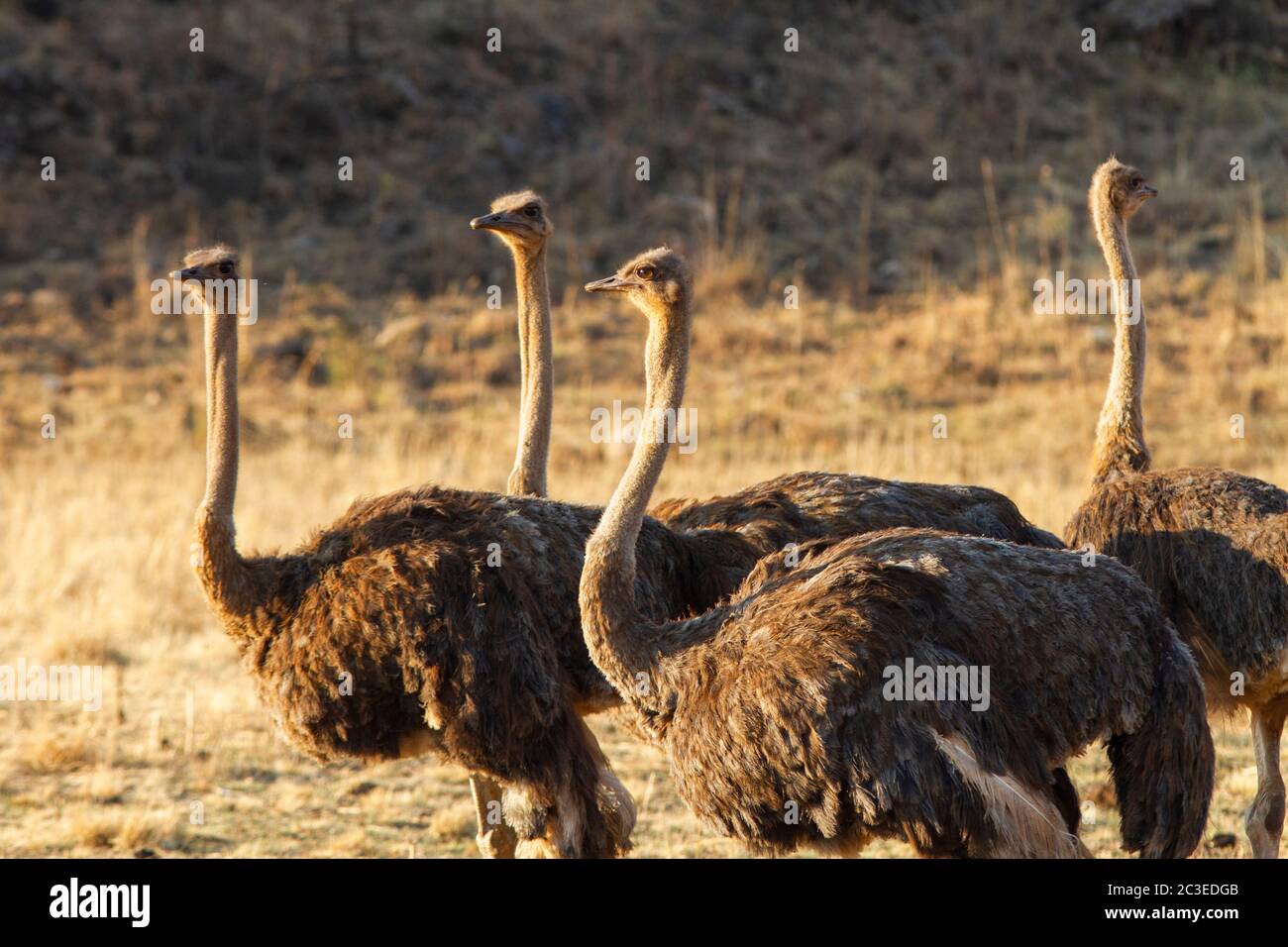 Struzzo sud africa immagini e fotografie stock ad alta risoluzione - Alamy