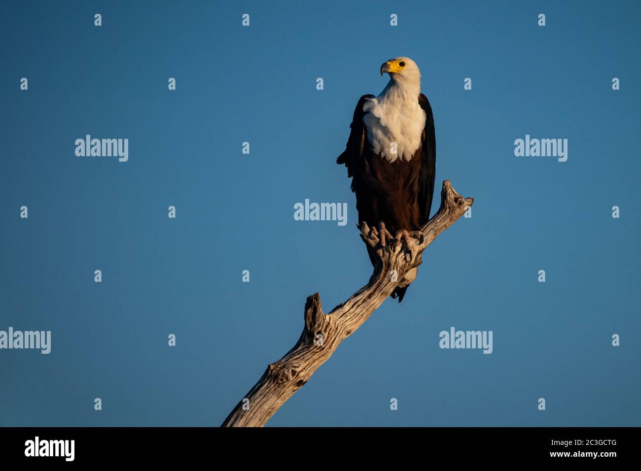 Pesce aquila pescatrice africana immagini e fotografie stock ad alta ...