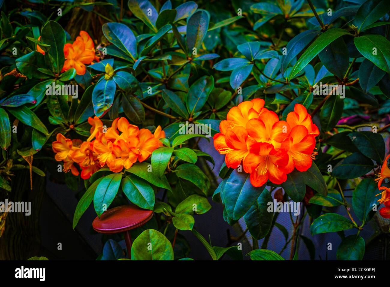 Flora della giungla tropicale immagini e fotografie stock ad alta ...