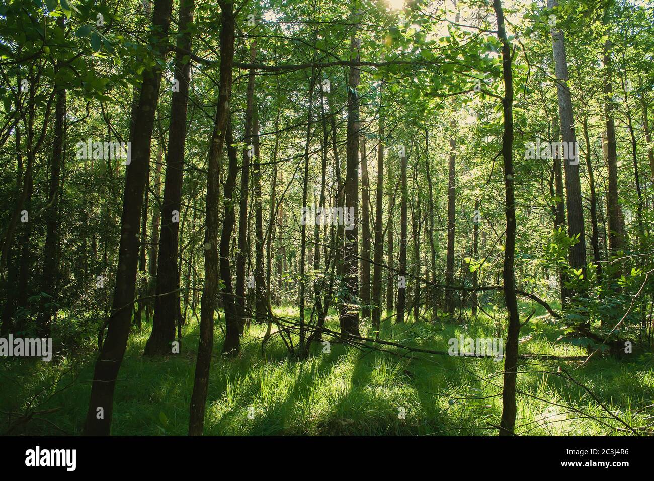 Broceliande forest immagini e fotografie stock ad alta risoluzione - Alamy