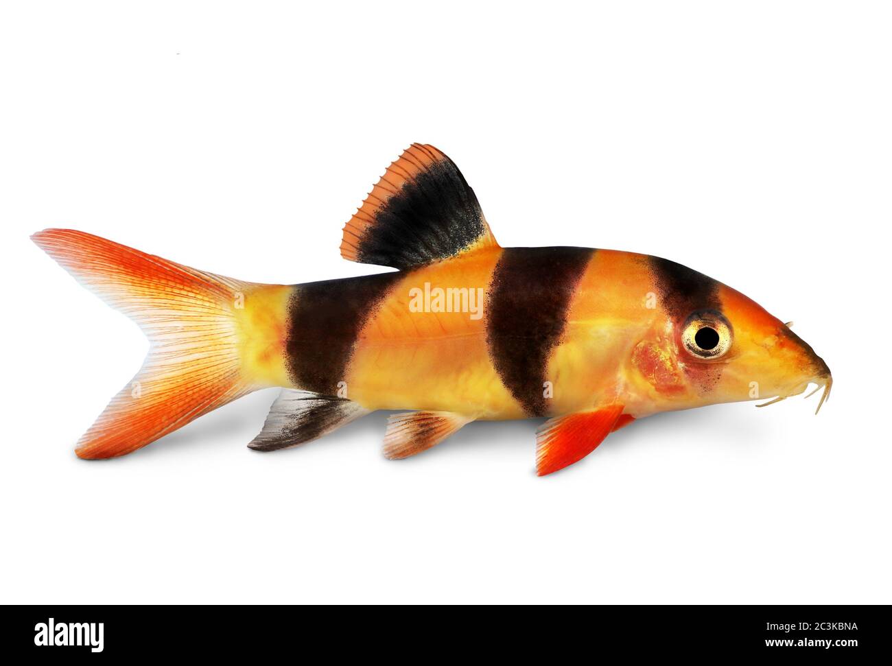 Botia striata immagini e fotografie stock ad alta risoluzione - Alamy